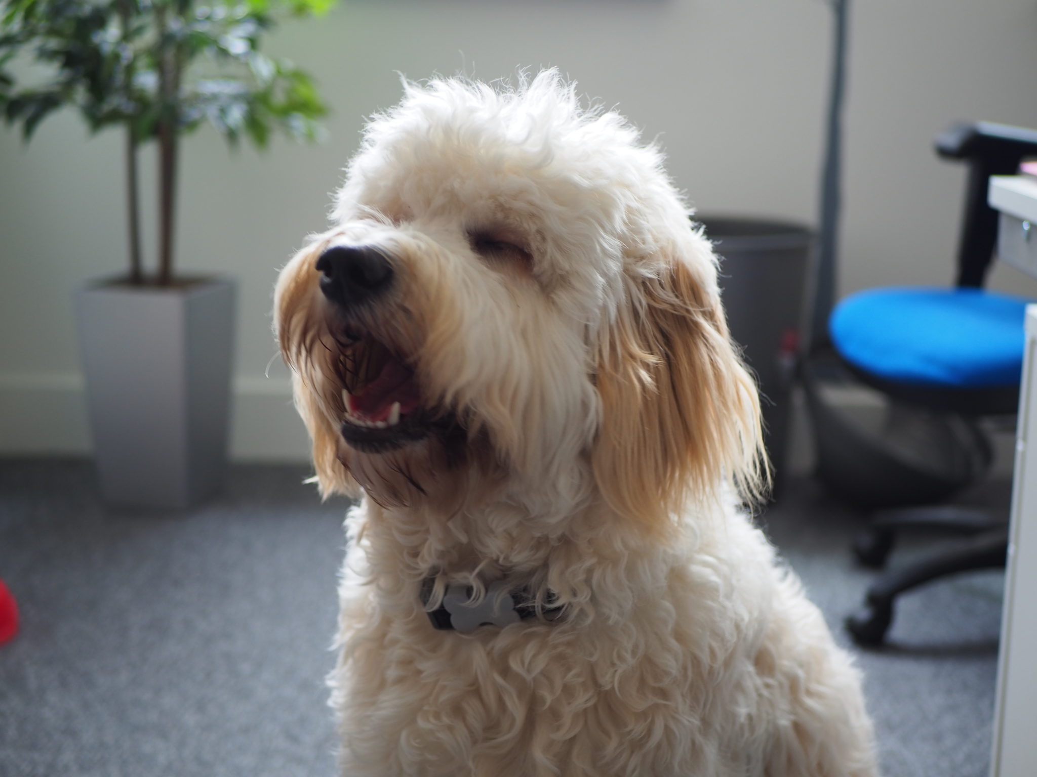 Bearsted – Snowfields Academy